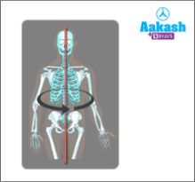 Axial Skeleton System, Significance, Classification & Facial bones | AESL