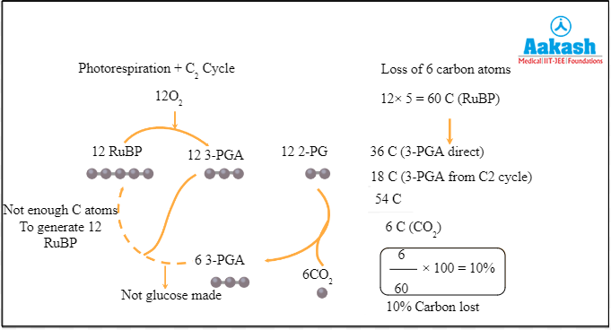 Photorespiration: Definition, Factors & Advantages | AESL