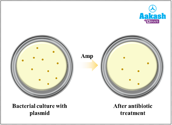 Cloning Vector: Definition, Types, Characteristics & Diagram | AESL
