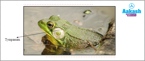 Amphibia: Classification, Significance & Characteristics | AESL