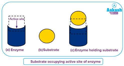 Drug Enzyme Interaction in Chemistry: Definition, Types and Importance ...
