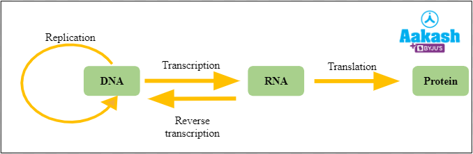 Central Dogma, Transcription, Reverse Transcription Practice Problems ...