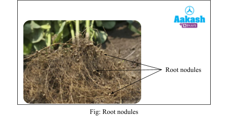 Nitrogen Cycle Diagram, Nitrogen Fixation, Nitrification ...