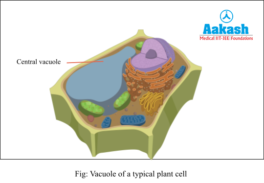 Plant Cell: Definition, Structure & Types | AESL