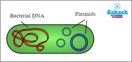 Cloning Vector: Definition, Types, Characteristics & Diagram | AESL
