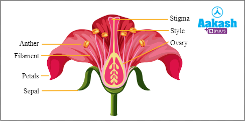 Floral: Diagram, Formula, Characters & Parts of Flower | AESL