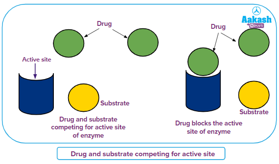 Drug Enzyme Interaction in Chemistry: Definition, Types and Importance ...