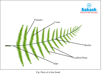 Pteridophytes: Characteristics, Examples, Size and Habitat | AESL