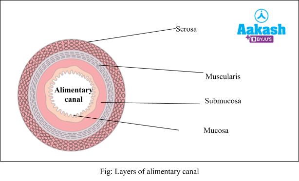 Stomach: Structure, Layers & digestive System | AESL