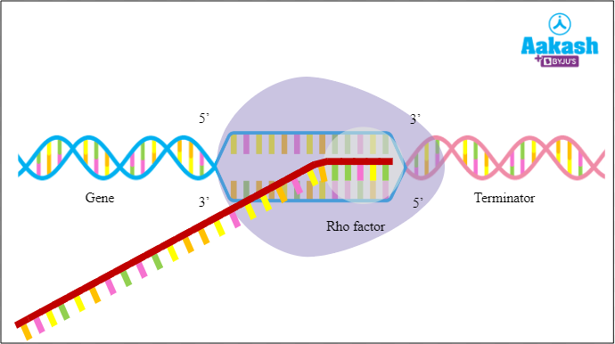 Central Dogma, Transcription, Reverse Transcription Practice Problems ...