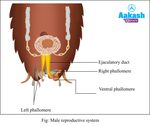 Cockroach: Reproductive System, Fertilization & Development | AESL