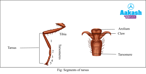 Morphology of Cockroach Head, Thorax and Abdomen - Biology - Aakash | AESL