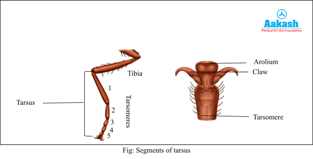 Morphology of Cockroach Head, Thorax and Abdomen - Biology - Aakash | AESL