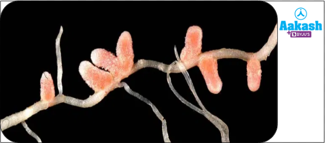 Cytokinin: Function, Hormone, Structure & Example | AESL