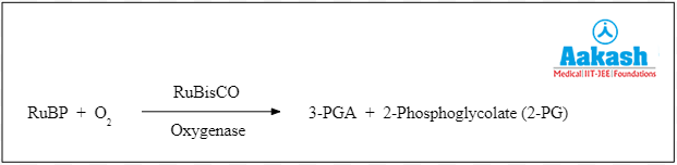 Photorespiration: Definition, Factors & Advantages | AESL