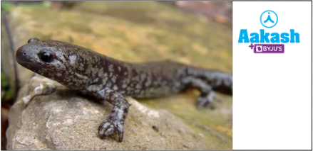 Amphibia: Classification, Significance & Characteristics | AESL