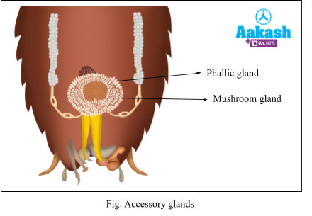 Cockroach: Reproductive System, Fertilization & Development | AESL