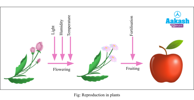 Sexual Reproduction: Overview, Phases & Reproductive Cycles | AESL