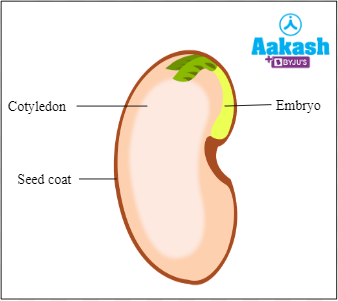 Sexual Reproduction in Flower Plants Advantages | AESL