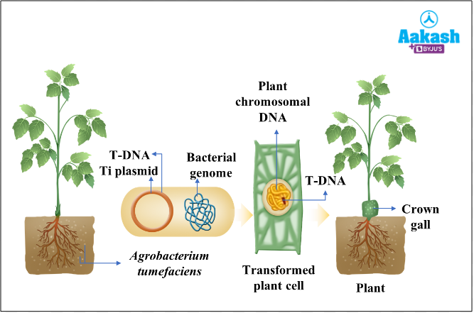 Cloning Vector: Definition, Types, Characteristics & Diagram | AESL