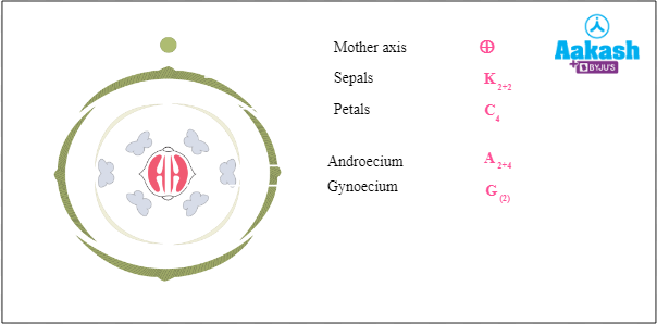 Floral: Diagram, Formula, Characters & Parts of Flower | AESL