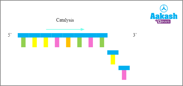 Central Dogma, Transcription, Reverse Transcription Practice Problems ...