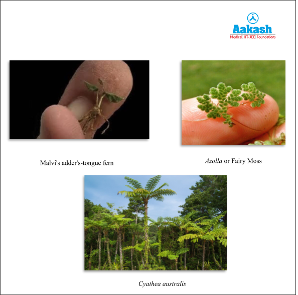 Pteridophytes: Characteristics, Examples, Size and Habitat | AESL