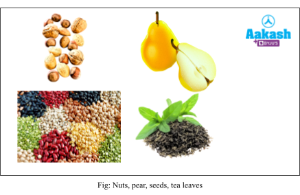 Simple Permanent Tissue, Types & sclerenchyma cells | AESL