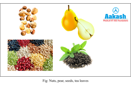 Simple Permanent Tissue, Types & sclerenchyma cells | AESL