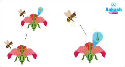Angiosperms Characteristics, Features & Reproductive events | AESL