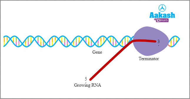 Central Dogma, Transcription, Reverse Transcription Practice Problems ...