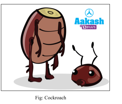 Cockroach: Reproductive System, Fertilization & Development | AESL