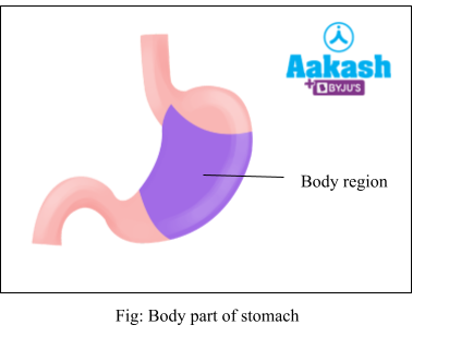 Stomach: Structure, Layers & digestive System | AESL