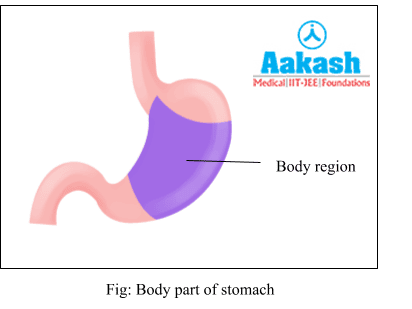 Stomach: Structure, Layers & digestive System | AESL