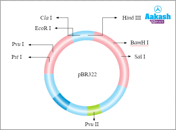 Cloning Vector: Definition, Types, Characteristics & Diagram | AESL