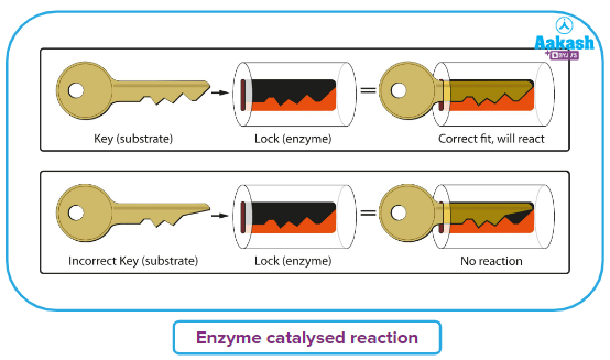 Drug Enzyme Interaction in Chemistry: Definition, Types and Importance ...