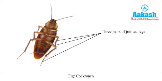 Morphology of Cockroach Head, Thorax and Abdomen - Biology - Aakash | AESL