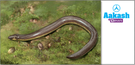 Amphibia: Classification, Significance & Characteristics | AESL