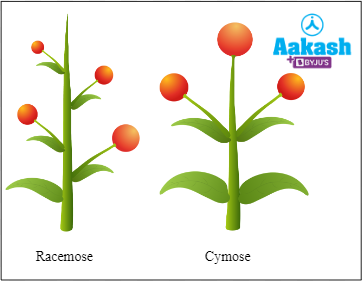 Floral: Diagram, Formula, Characters & Parts of Flower | AESL