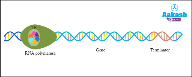 Central Dogma, Transcription, Reverse Transcription Practice Problems ...