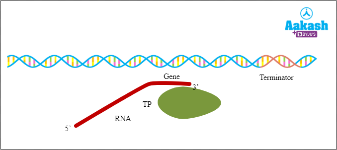 Central Dogma, Transcription, Reverse Transcription Practice Problems and FAQs in BIOLOGY ...