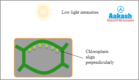 Photosynthesis: Definition, Location and Types | AESL
