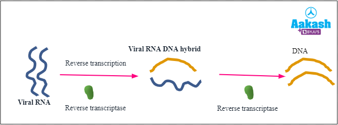 Central Dogma, Transcription, Reverse Transcription Practice Problems ...