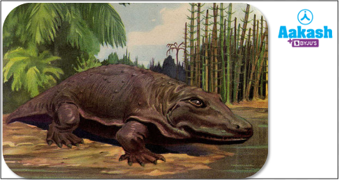 Amphibia: Classification, Significance & Characteristics | AESL