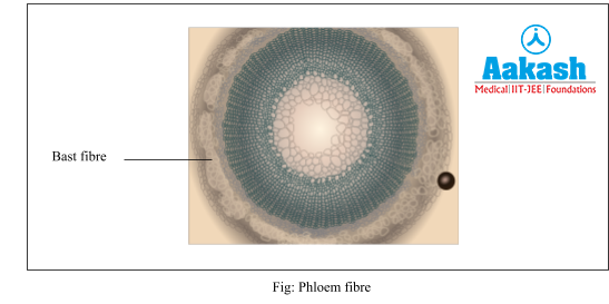 Permanent Tissues: Phloem, its Components, Types and Differences | AESL
