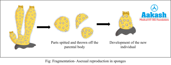 Phylum Porifera Example, Characteristics and Classification | AESL