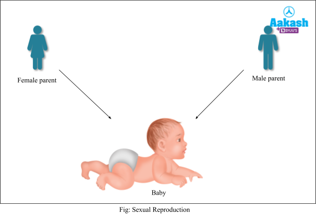 Sexual Reproduction: Overview, Phases & Reproductive Cycles | AESL