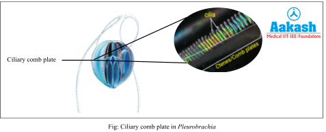 Phylum Ctenophora: Characteristics, Examples & Classification | AESL