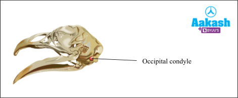 Axial Skeleton System, Significance, Classification & Facial bones | AESL