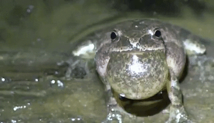 Amphibia: Classification, Significance & Characteristics | AESL